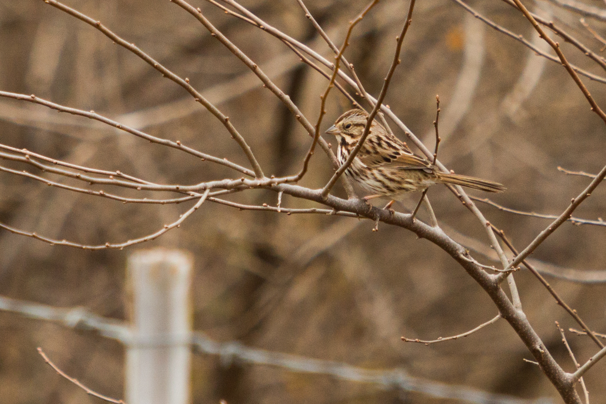 Sparrow | Show Me Progress