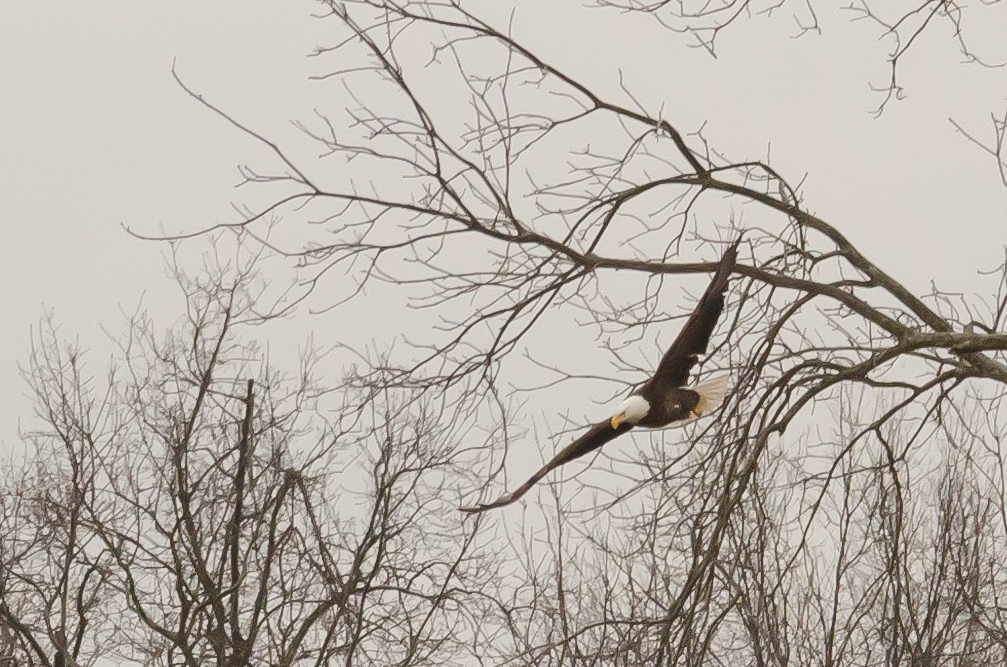 Bald eagle | Show Me Progress