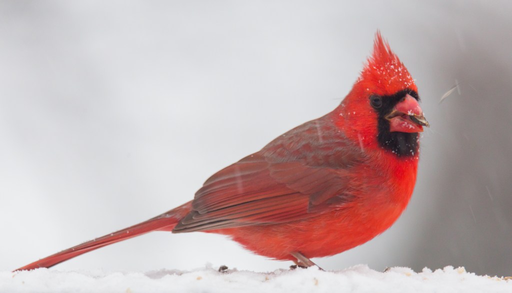 Early in the snow | Show Me Progress